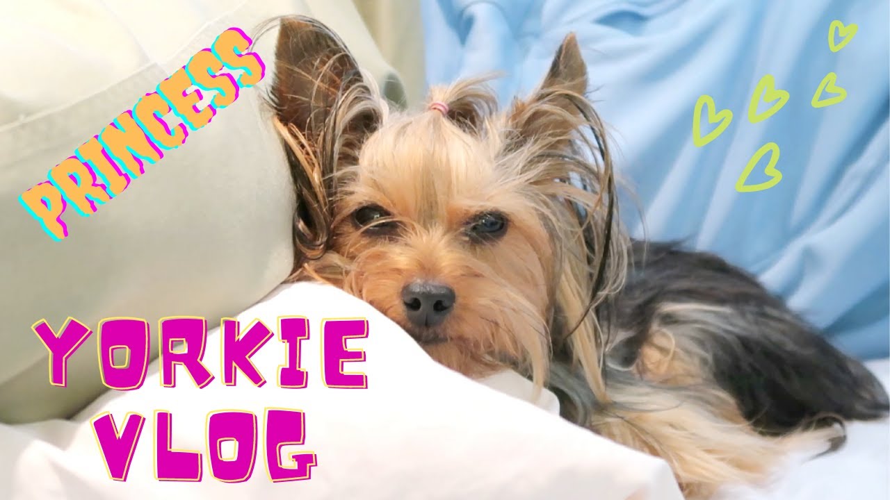 Yorkshire Terrier Sweet and Delicate | Yorkie Princess - YouTube