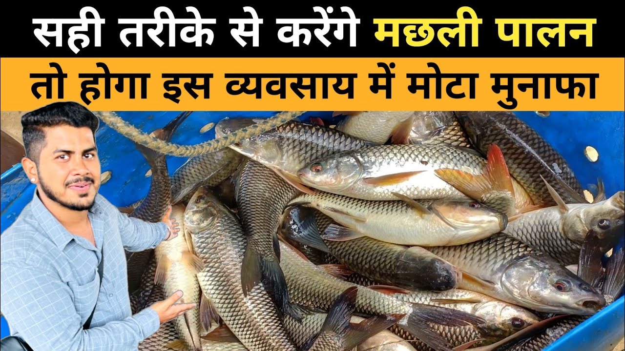 Machli Palan की जानकारी | Profitable Fish Farming Business | Fish Seed ...
