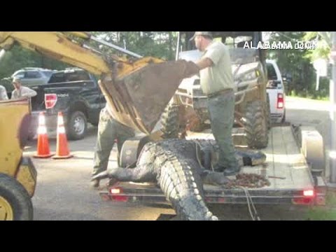 15-foot alligator killed in Alabama - YouTube