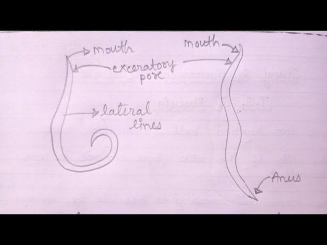 Roundworm Drawing And Label Easy Step By Step