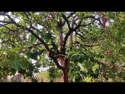 ఇప్ప చెట్టు Ippa Chettu Mahua Tree 🌲🌲🌲