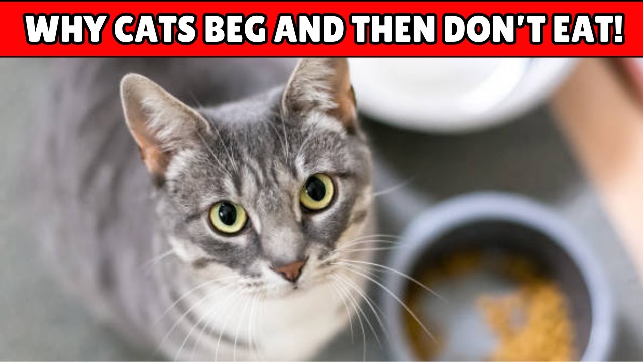 Why Cats Beg for Food But Don't Eat It - YouTube