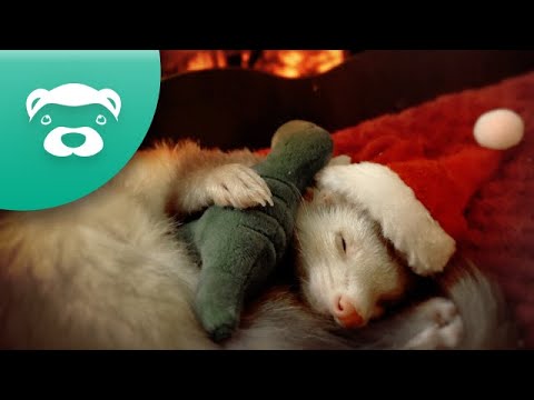 Jolly Ferrets Deck the Halls! — Uh Oooh Christmas Tree (Pt.2) - YouTube