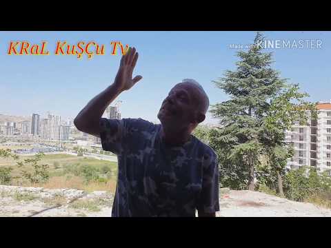 SEFERLİ TAKLACI GÜVERCİN OYUN KUŞU RASIM BABA ANKARA