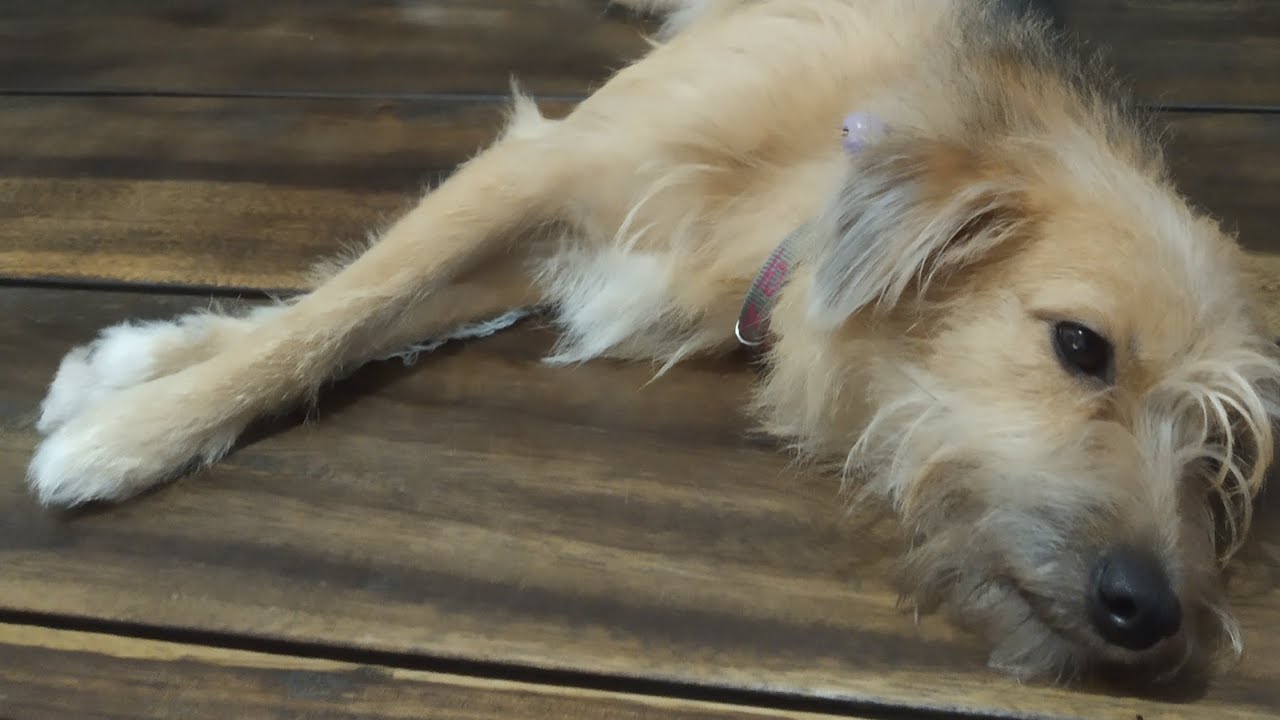 when poor beby doggo feel sick - YouTube