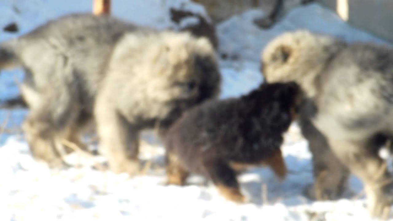 Mongol bankhar nohoi . Dornod Mongol Kennel - YouTube