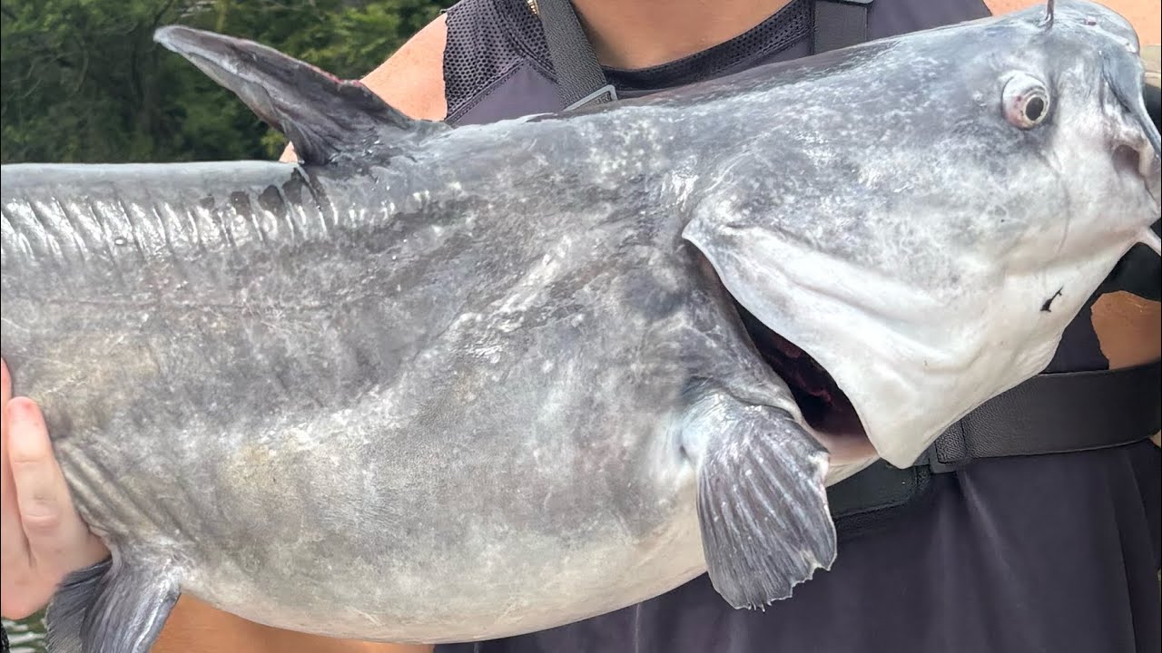 DOUBLE Ups, TRIPLE Ups… Catfish Chaos on the River! - YouTube