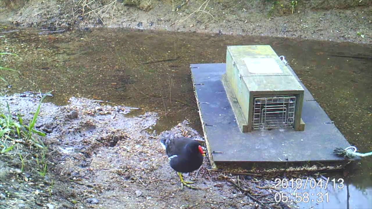 Folly Mill Mink Raft, River Chelmer, Thaxted, Essex - YouTube