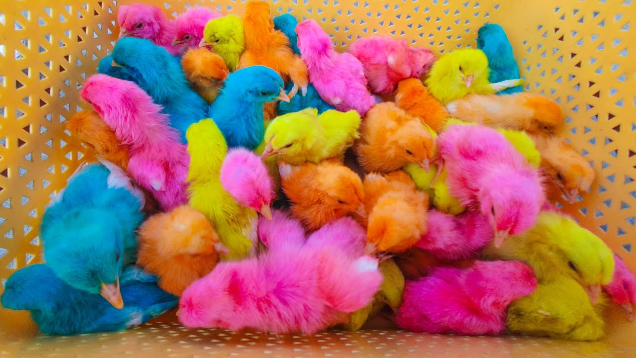 Catch millions of cute chickens,Colorful Chickens,Rainbow chickens,Cute ...