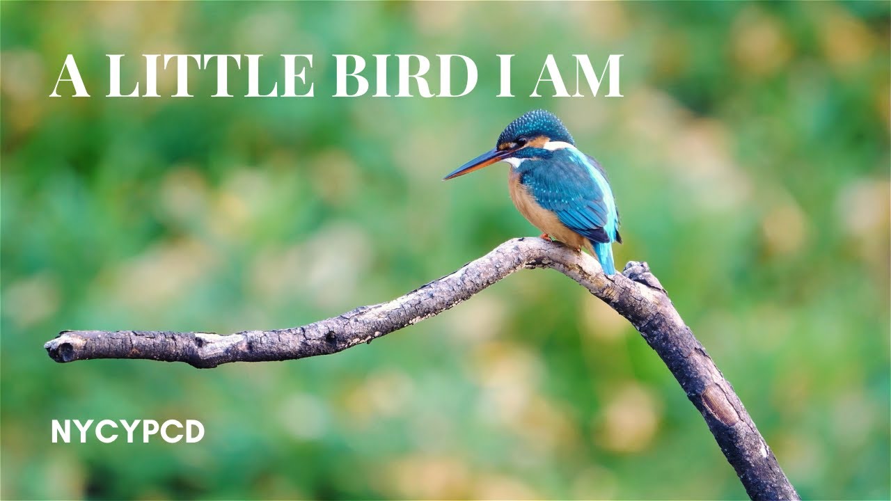 A Little Bird I Am - YouTube