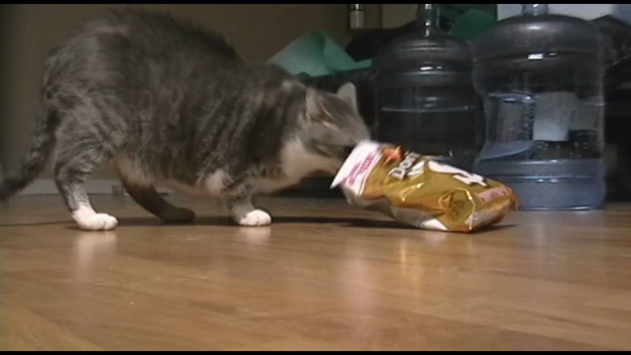 Cats Loves Doritos - YouTube