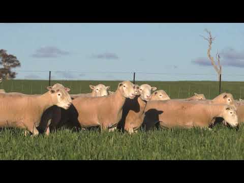 Springwaters Poll Dorsets - 2020 Flock rams - YouTube