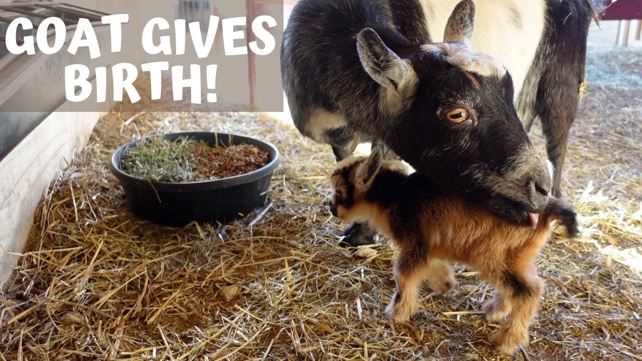 SURPRISE BABY GOAT BIRTH! NIGERIAN DWARF GOAT GIVES BIRTH! Signs your ...