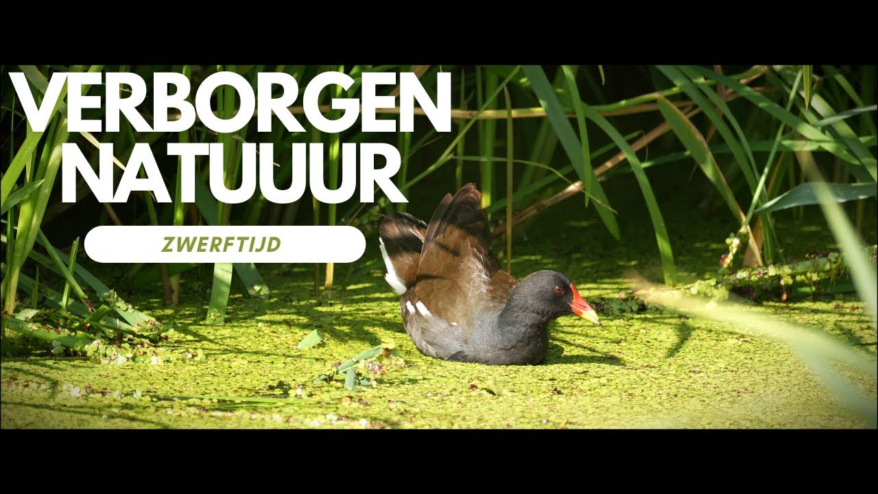 Tussen wierden en wind – op zoek naar natuur in het oude Middag ...