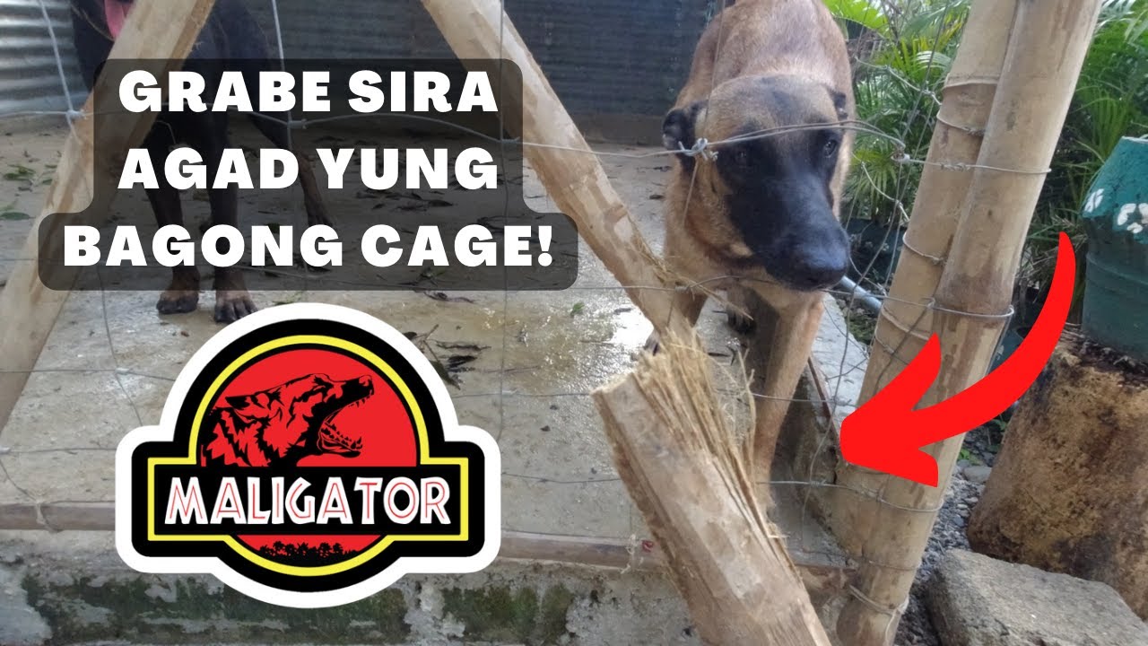 Vlog 101: BELGIAN MALINOIS = MALIGATOR #bm #belgianmalinois - YouTube