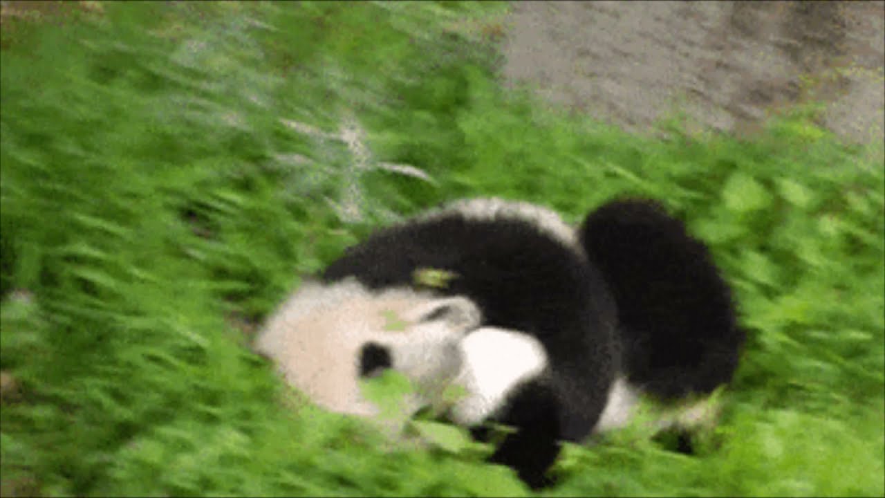 Baby Panda rolling down hill - YouTube