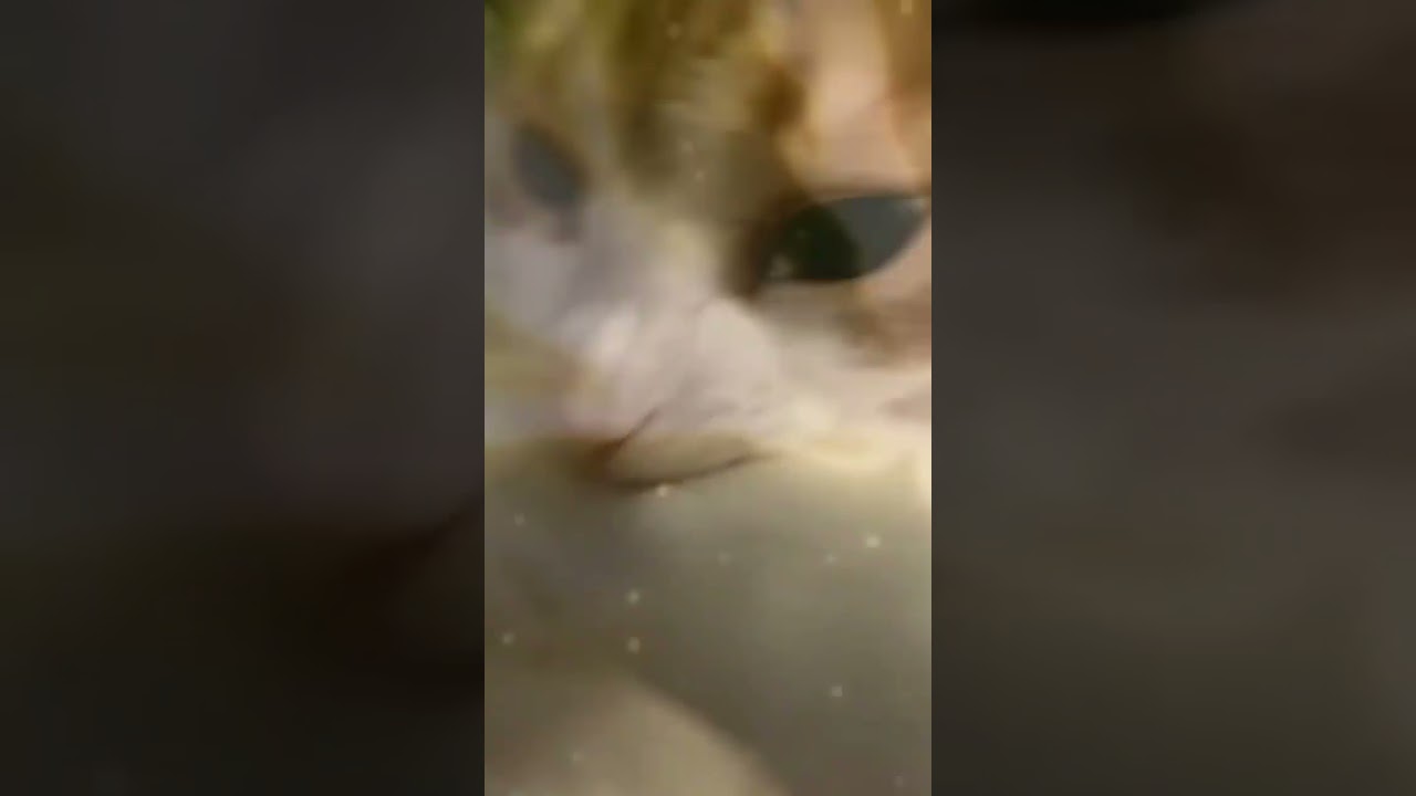 Titan cat - Shingeki no Kyojin - YouTube