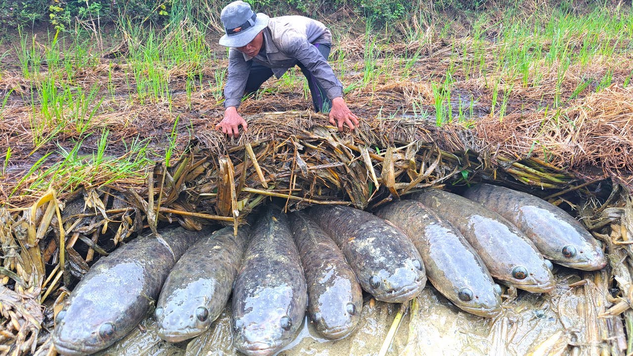 Best Hand Fishing, Unique Fishing, A smart man catch a lot of fish ...