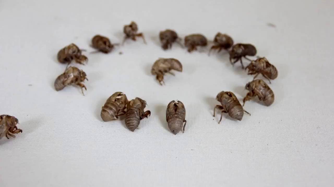 Breakdance Bug - YouTube