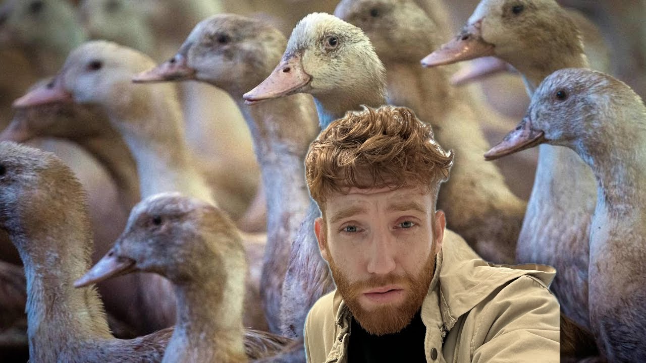 Feathered Showdown: Hilarious Commentary on an Epic Goose Battle ...