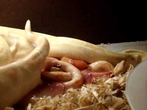 Marilyn Monroe Giving Birth! Albino Red Tail Boa Having Babies! - YouTube