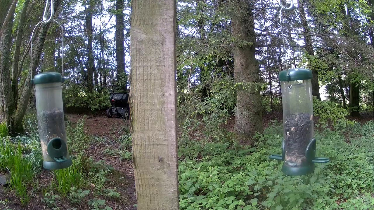 More Live Nature, Live Stream - YouTube