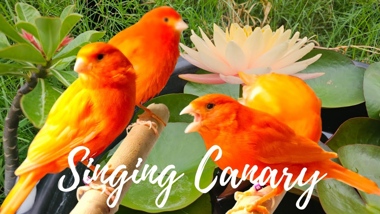 Singing Red Factor Canary calling his mate | train your canary - YouTube