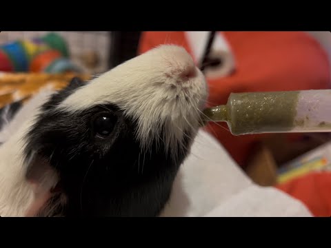 Senior Piggy Care-Even at his age, Lucky stays active — now with a ...