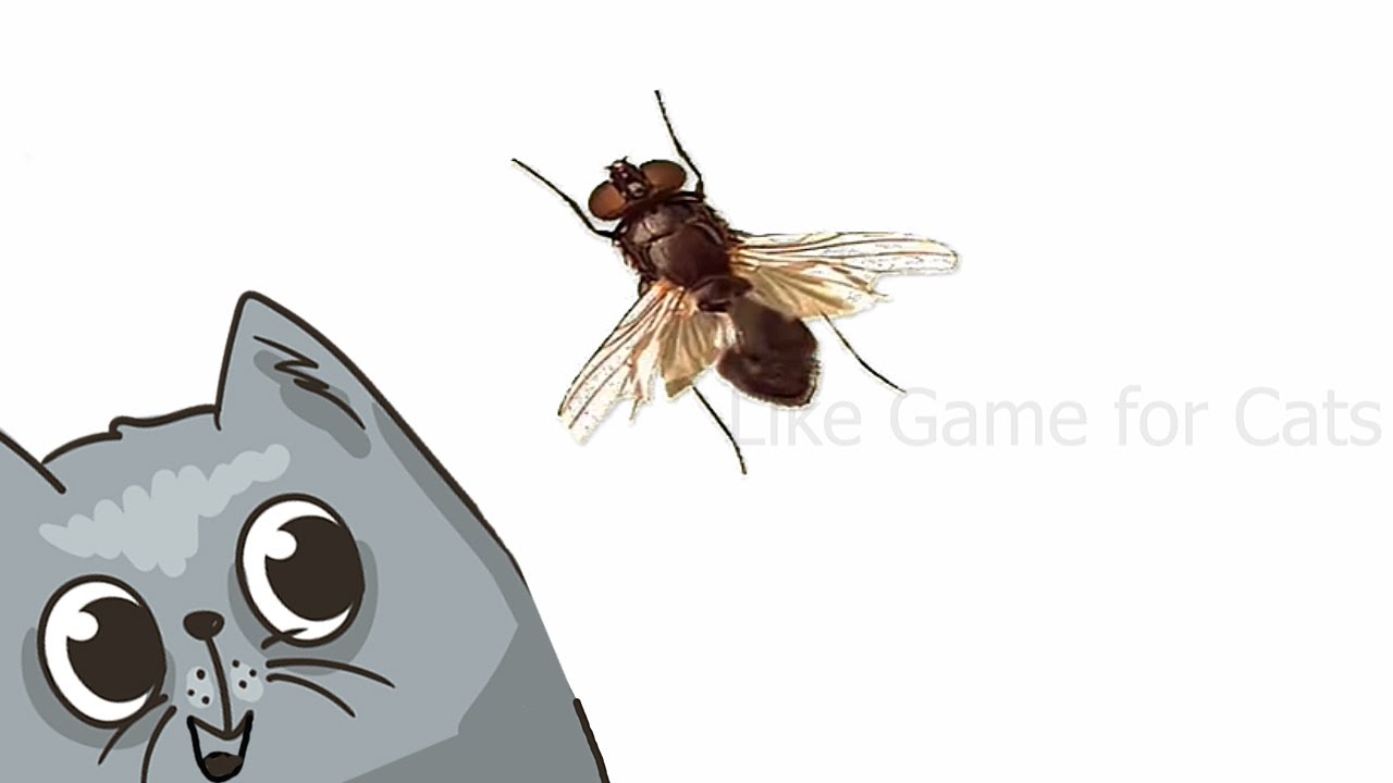 CAT GAMES | VIDEOS FOR CATS. Flying realistic fly! |1 hour. - YouTube