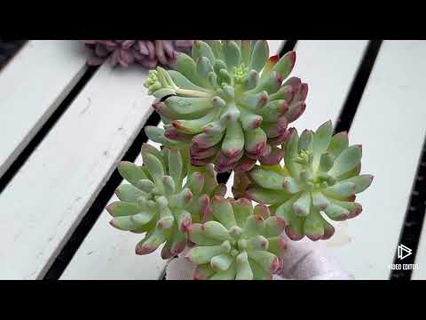 Echeveria Blue Elf
