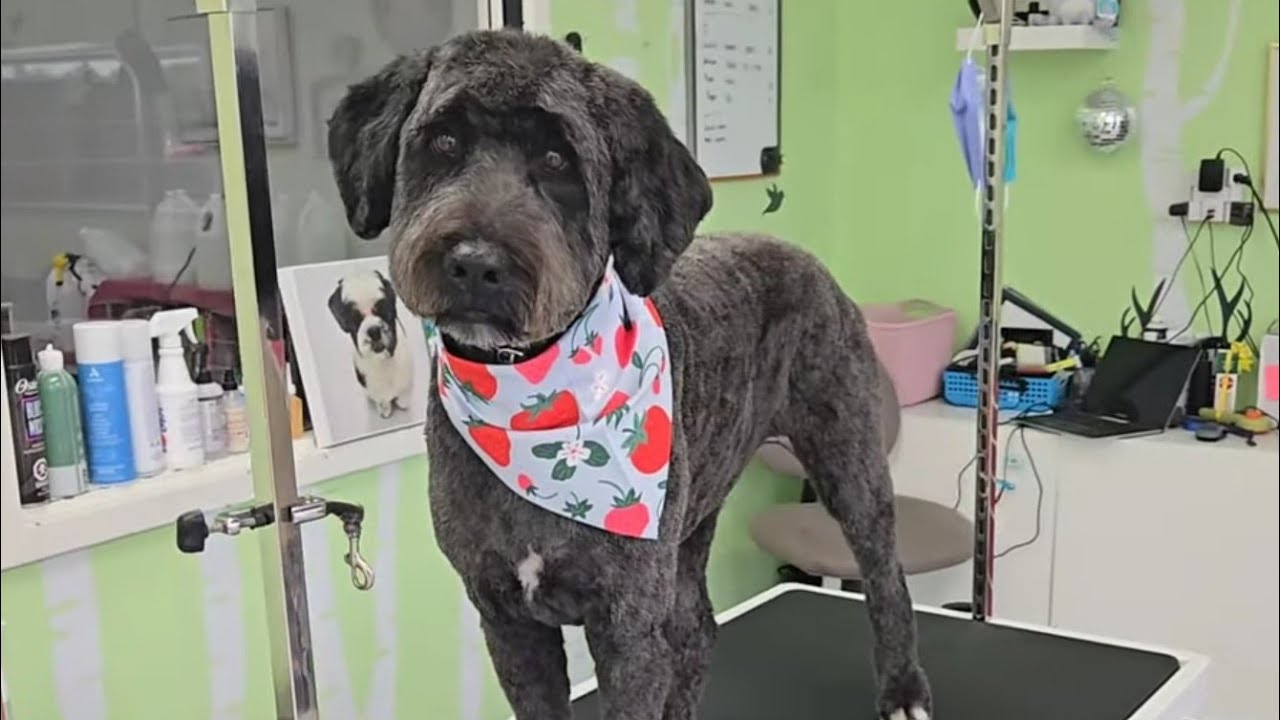 Summer teddy bear cut on the sweetest doodle! - YouTube
