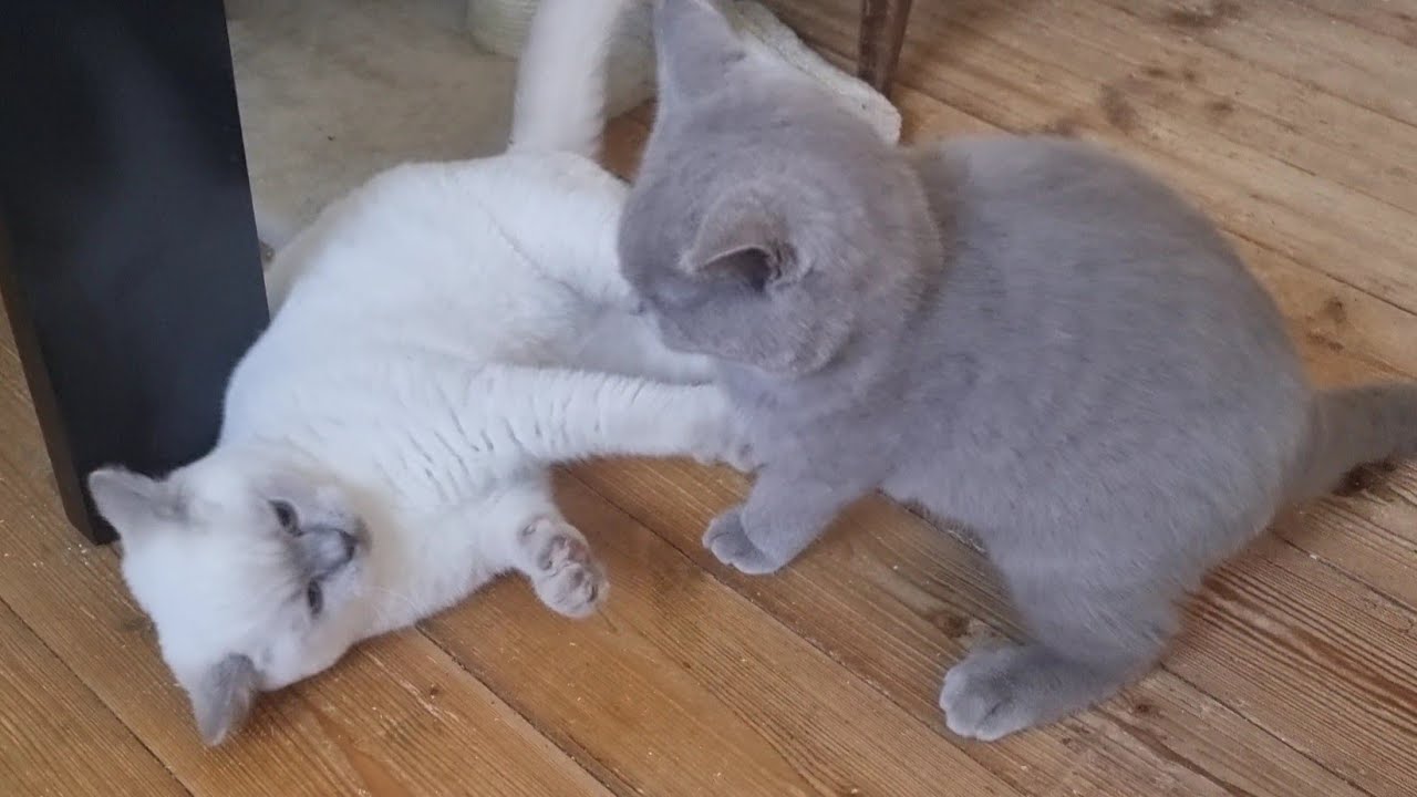 Like Romeo And Julia! Young Male Kitten Dancing Tango With His Love ...
