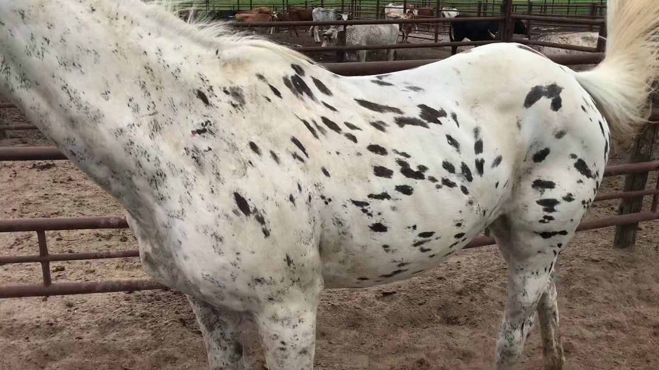 Kansas kill pen - YouTube