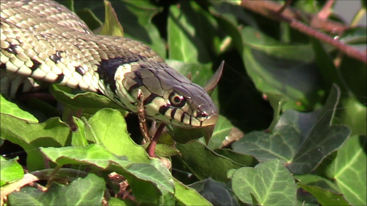 Grass Snakes (Natrix helvetica) - YouTube