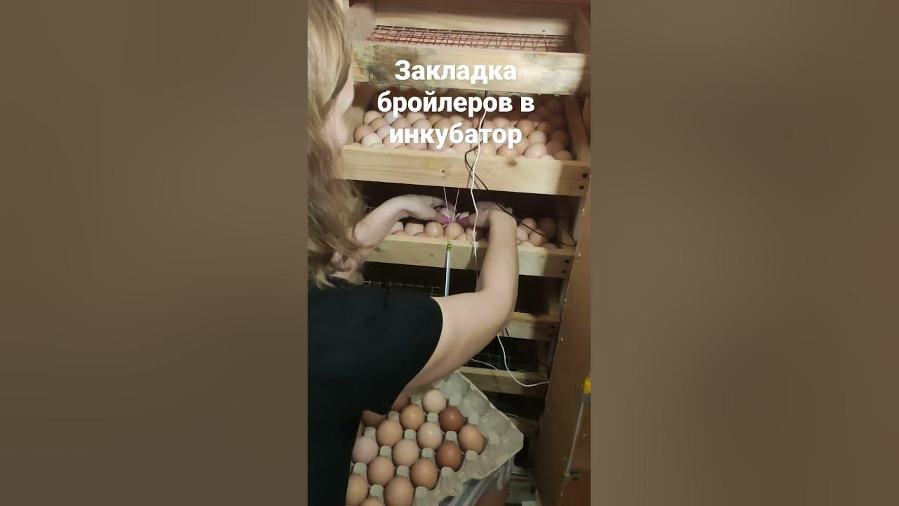 Закладка инкубационного яйца в инкубатор Youtube