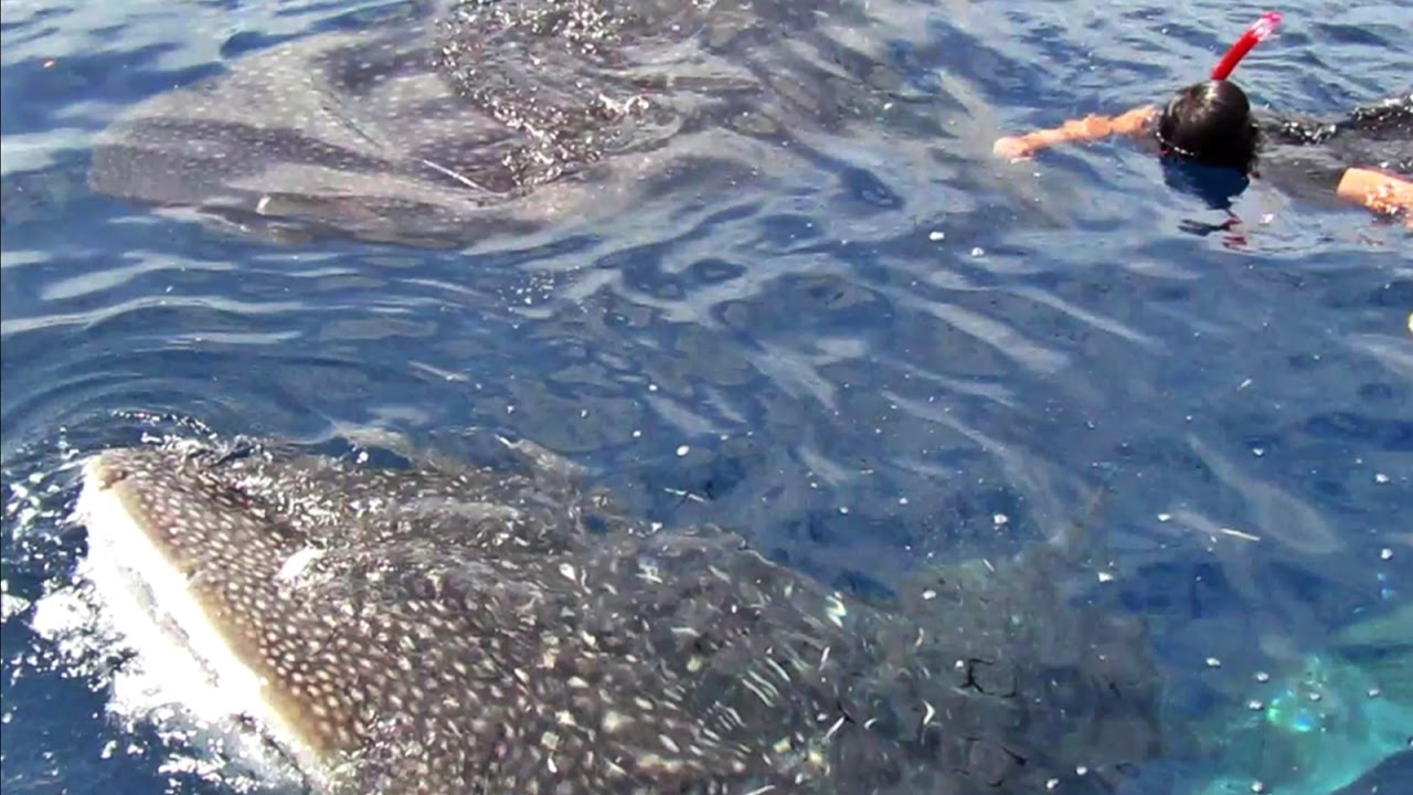 Whale Shark Gurano Bintang in Kwatisore | Nabire Papua, Indonesia - YouTube