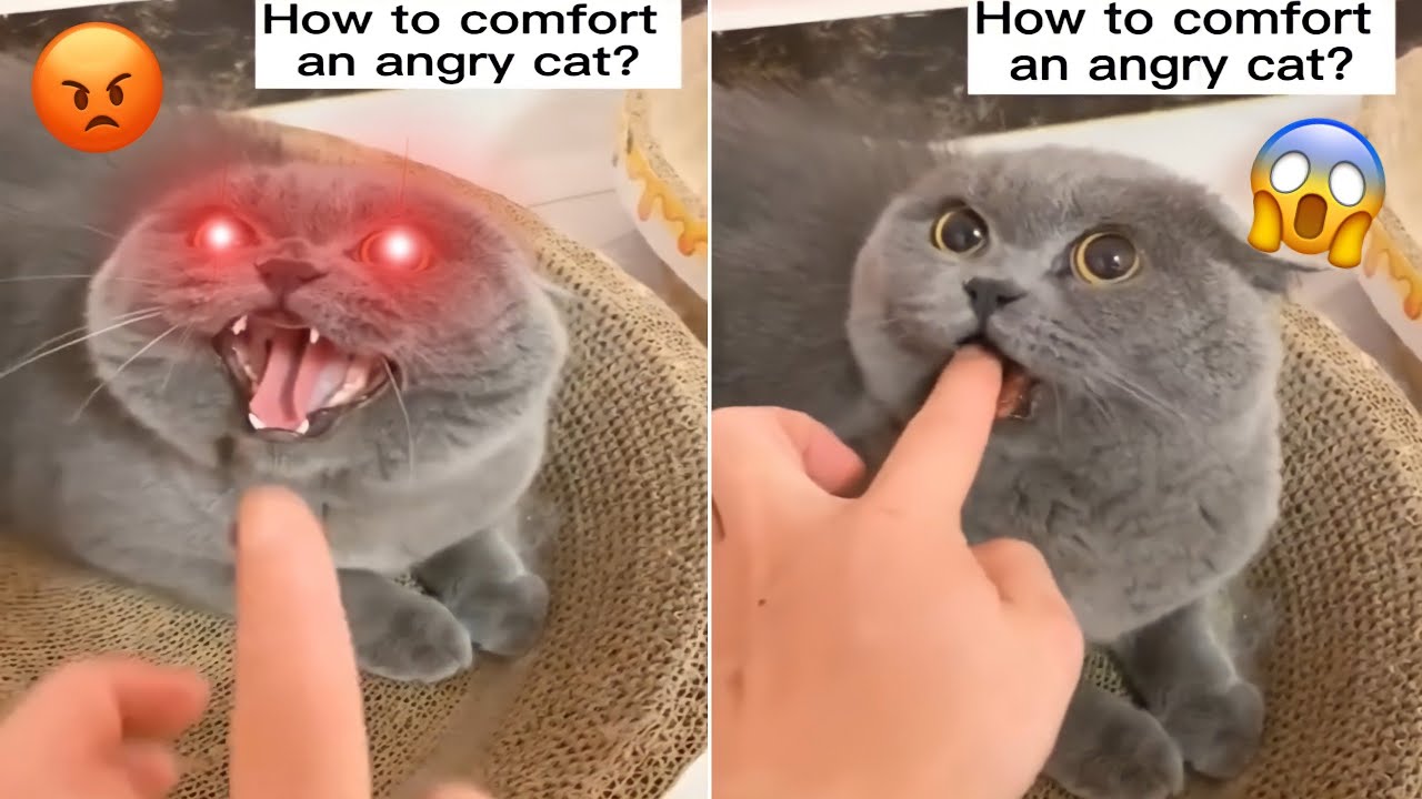 Angry Cats & Dogs That Will Make You Laugh #2 😂 | AnimalFunny - YouTube