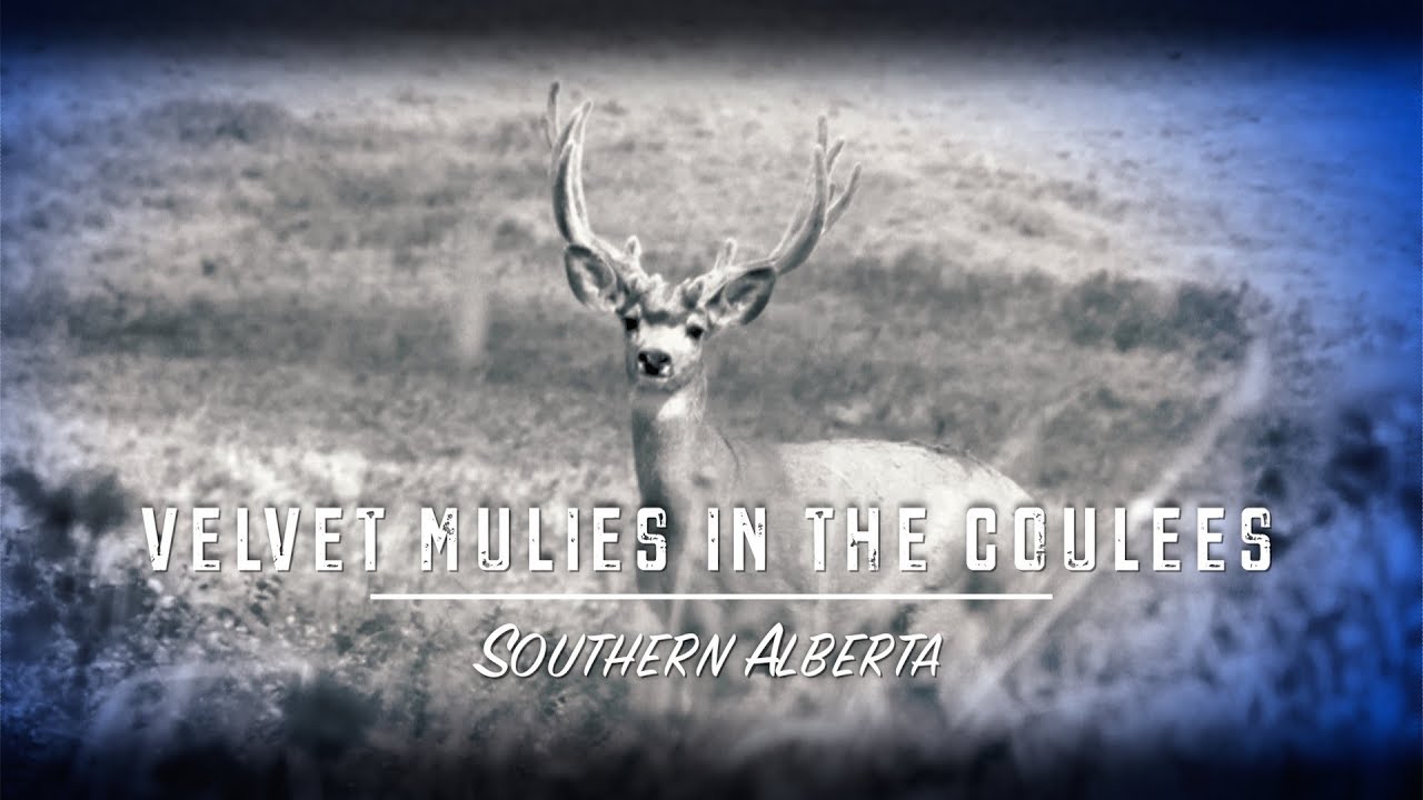 Velvet Mulies in the Coulees (Teaser) - YouTube