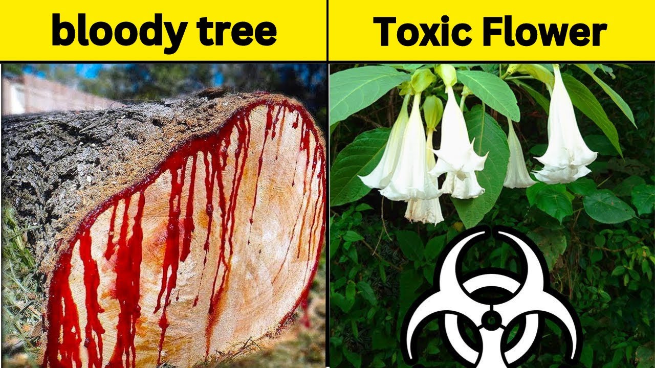 10 Most Deadly Trees In The World [Miniature Motion] - YouTube