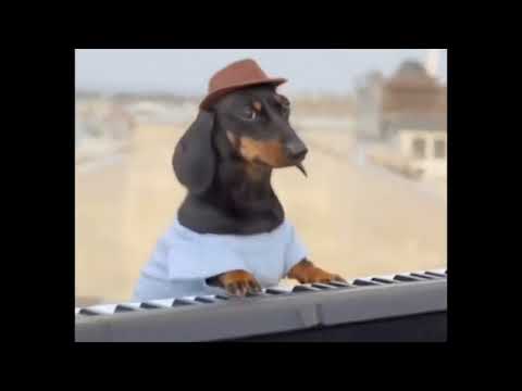 Perro con piano tocando la canción de Fernanfloo | 1 hora