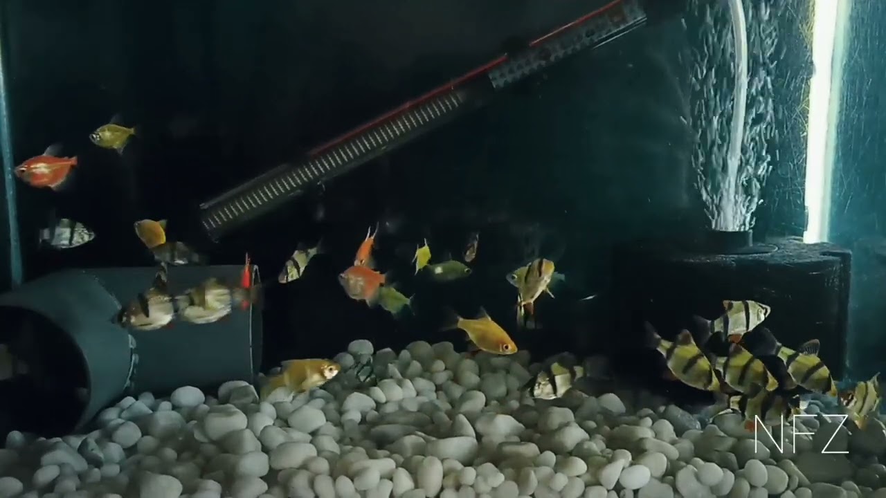 Tiger barb and glo fish community tank ️ - YouTube