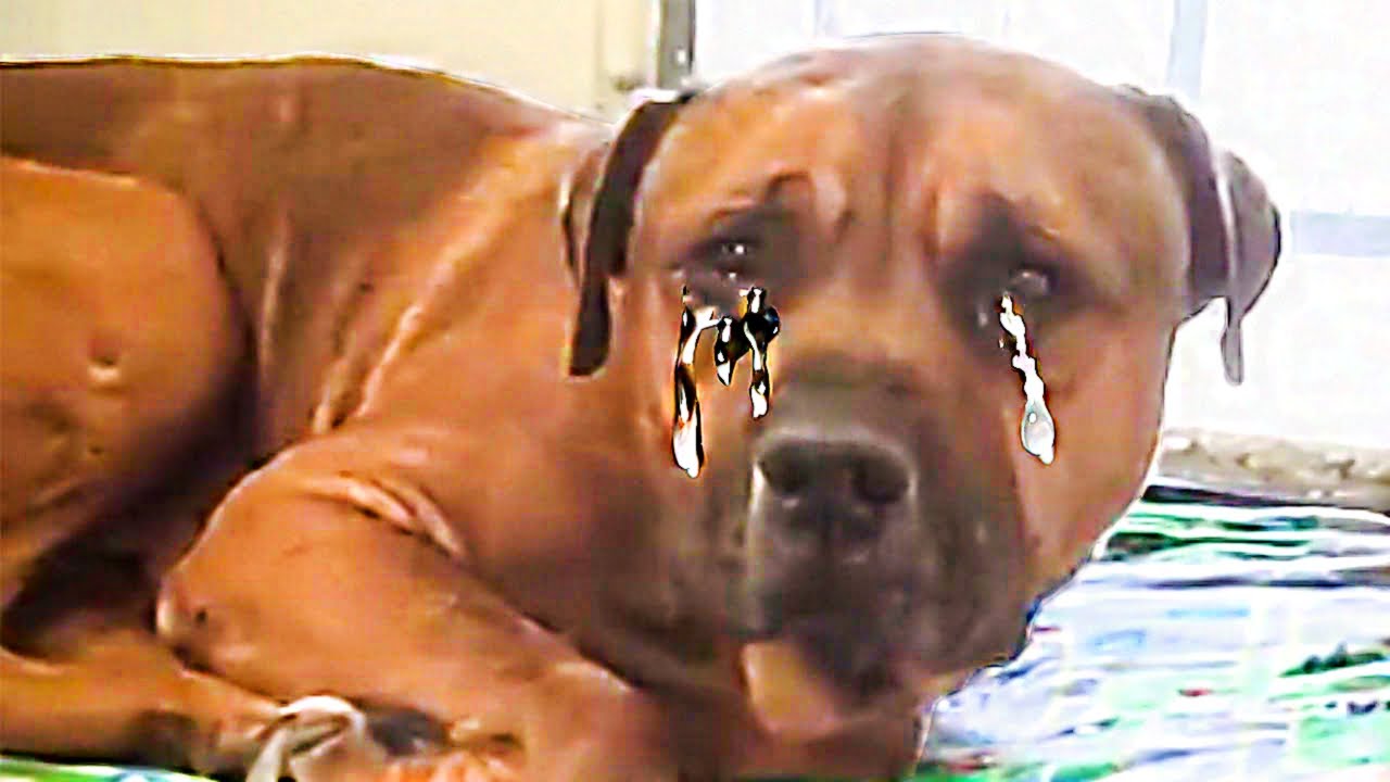 The Incredible Rescue of a Dog Who Was Crying for His Owner Who Never Came Back - YouTube
