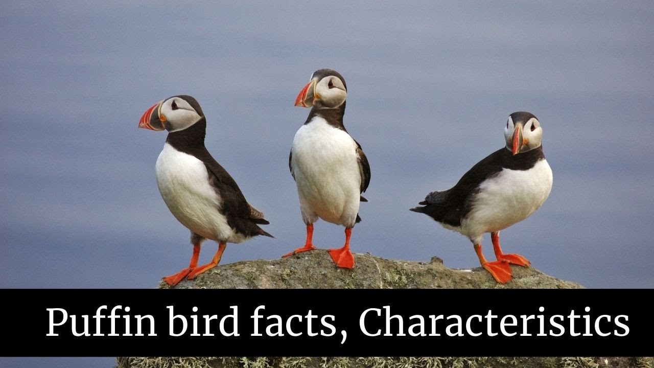 Puffin bird facts 2021 || Puffin bird baby || Puffin birds swimming ...