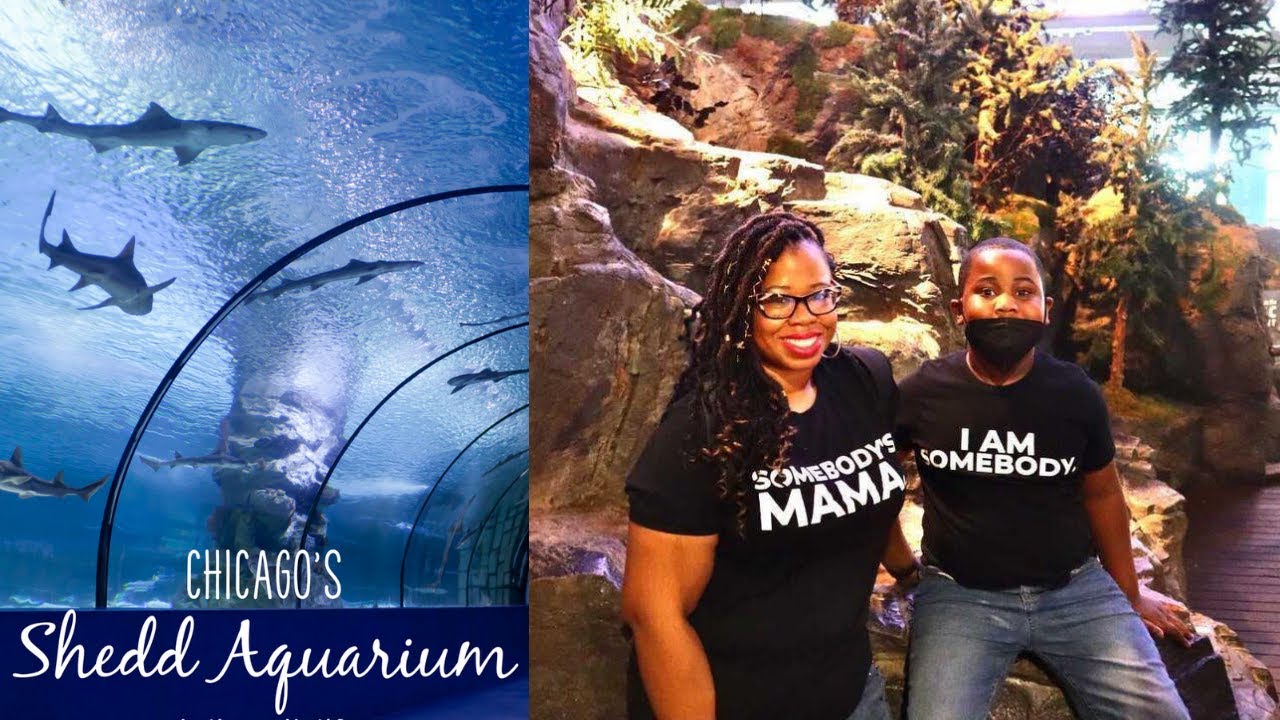 Shedd Aquarium Chicago, IL Tour 2021 | Family Vlog - YouTube