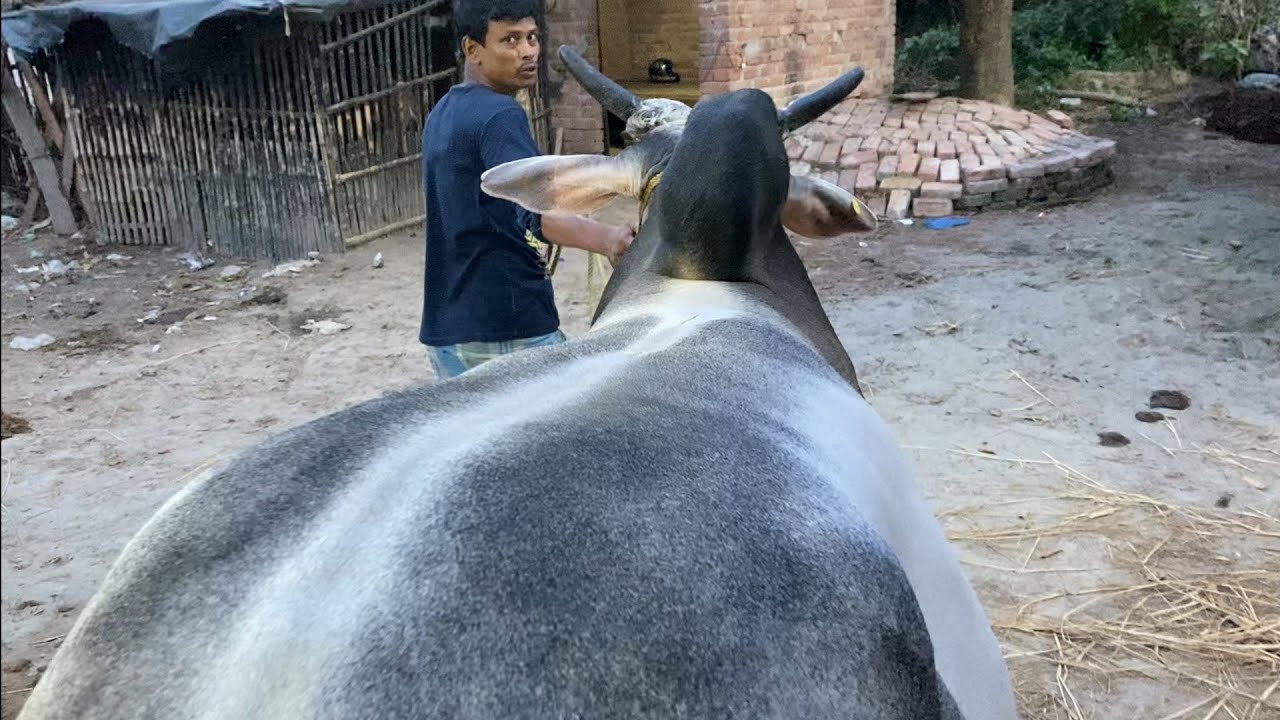 Big Hump Cow 🐮of Allah O Akbar Dairy Farm - 7003744349 || Bamunia ...