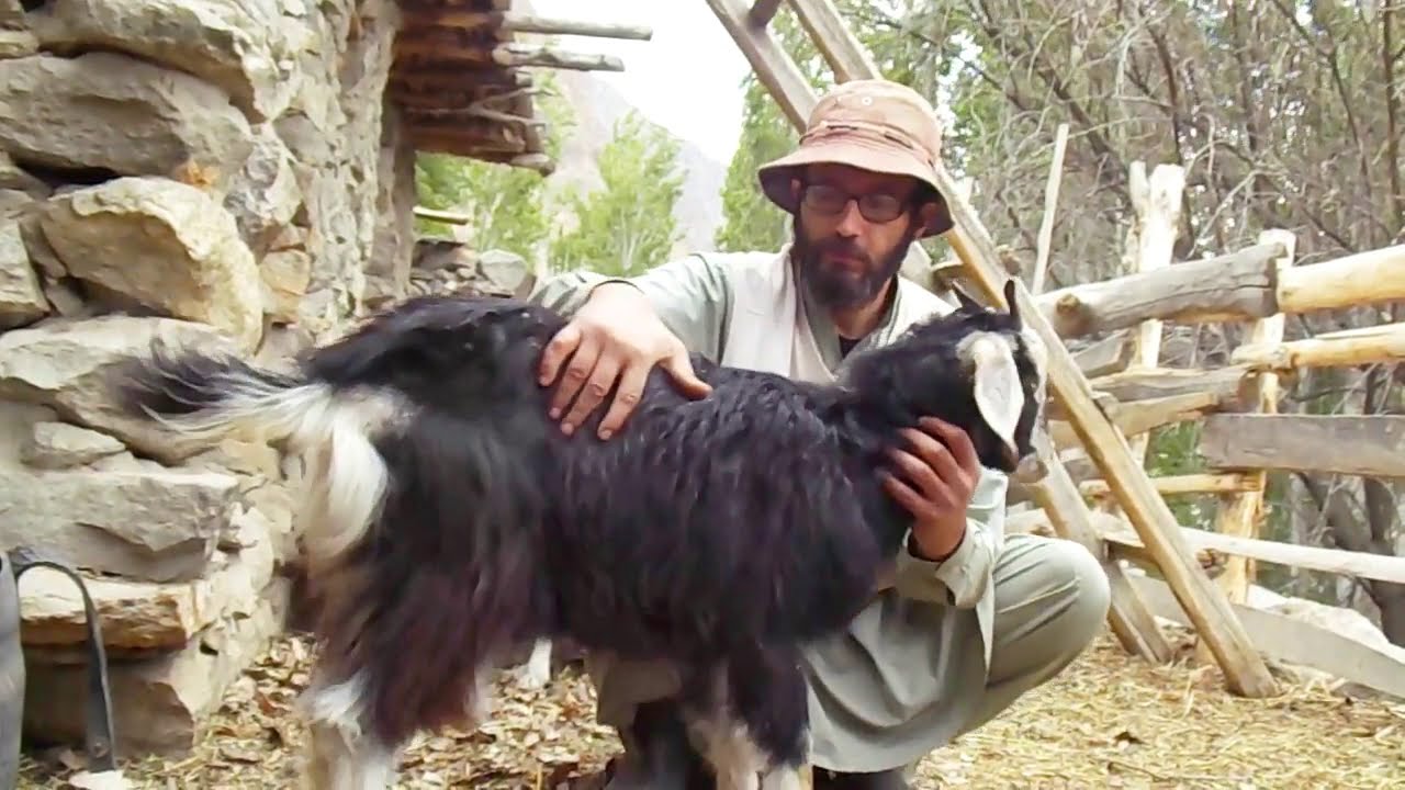 Sabir goats Farm Hunza - YouTube