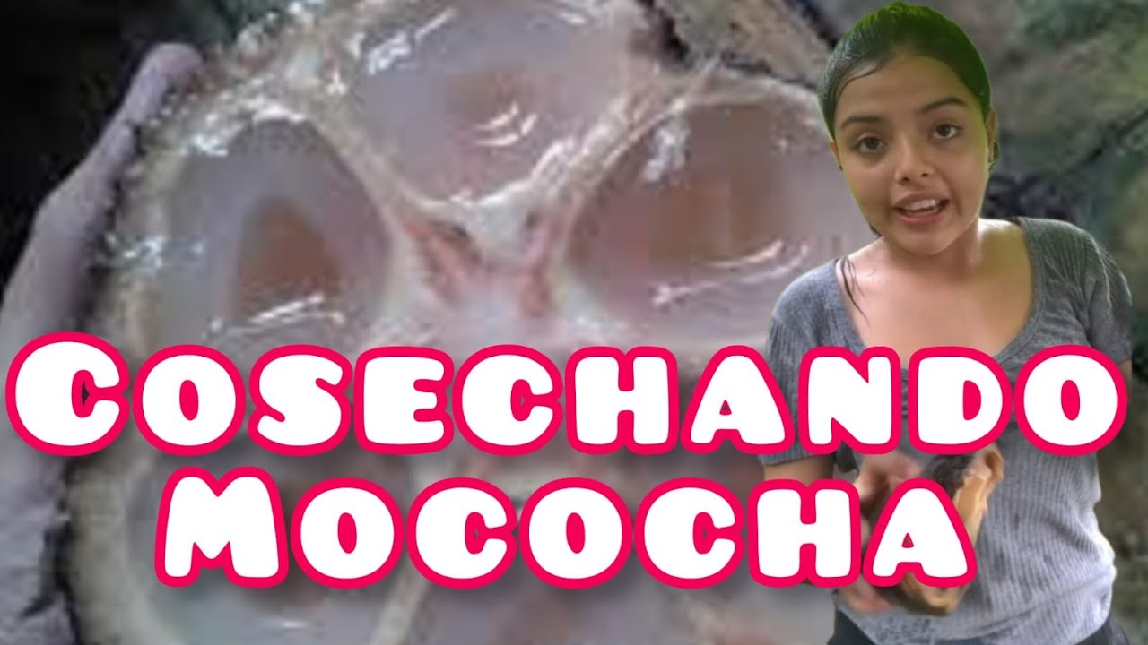 Conoces la fruta de la mococha. @camilamoreira5083 - YouTube