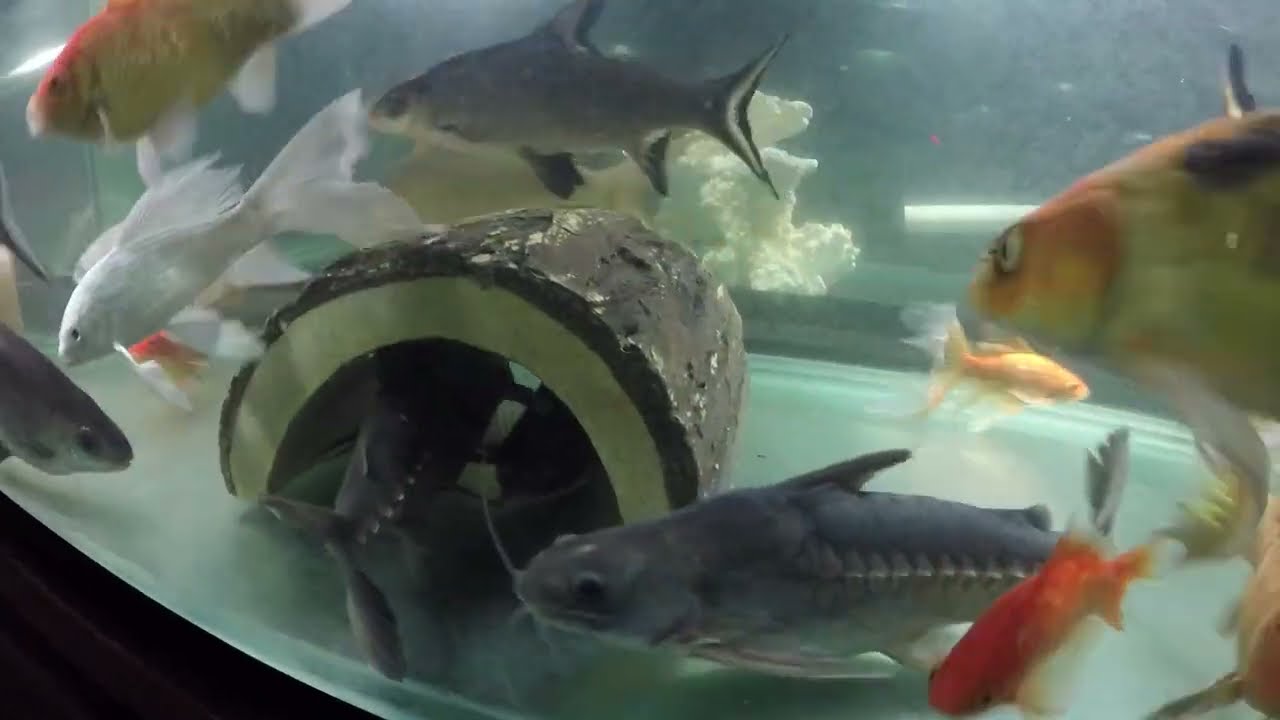 Soldier catfish Lithodoras dorsalis are starting to heal after 3 day ...