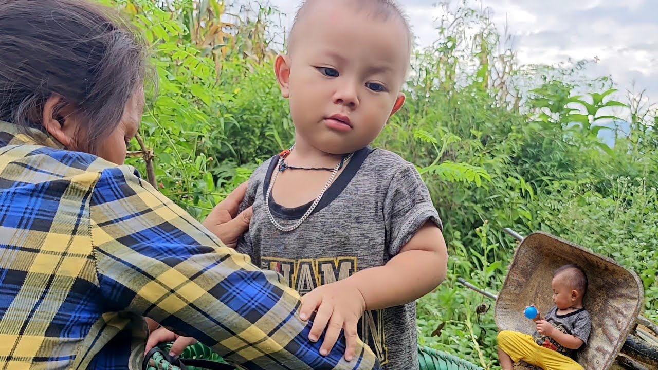 The life of a poor mother, harvesting sesame for a new house - YouTube