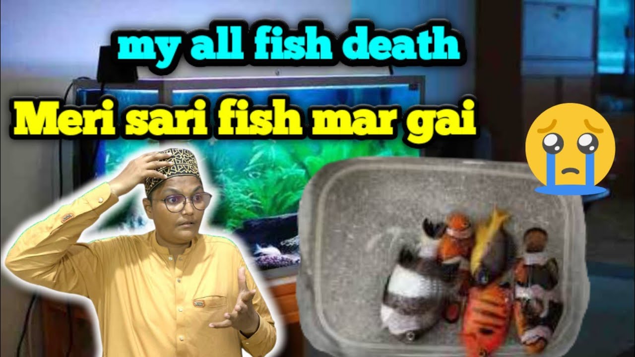 fish aquarium || Meri sari fish Mar gayi ye kese ohwa😢😨🐟🐠 - YouTube